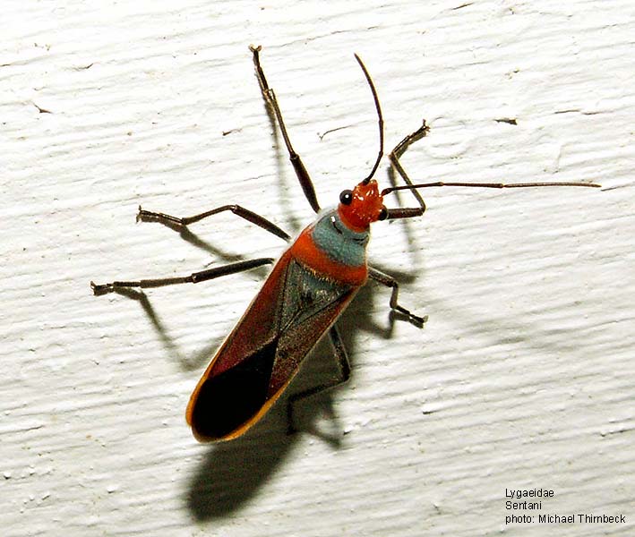Papua Insects Foundation (Hemiptera/Heteroptera)